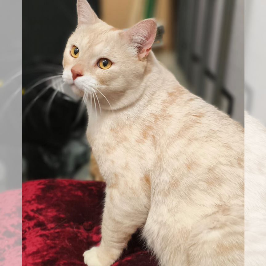 Британский короткошёрстный кот, взрослый