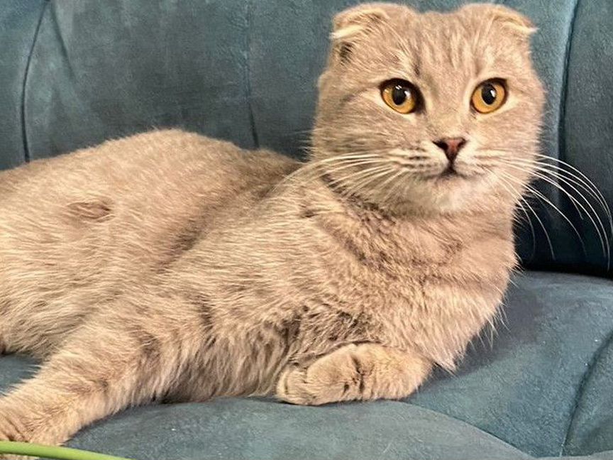 Шотландская вислоухая