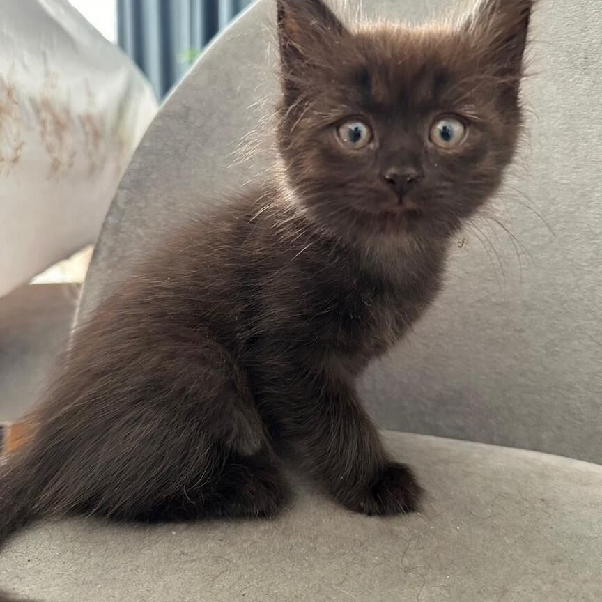 Отдам в добрые руки замечательных котят