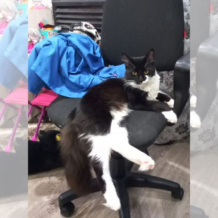 Котик 1 год