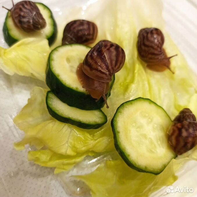 Улитки ахатины 2 месяца