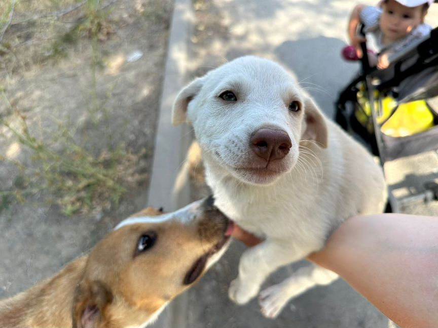 Сторожевые щенки в добрые руки