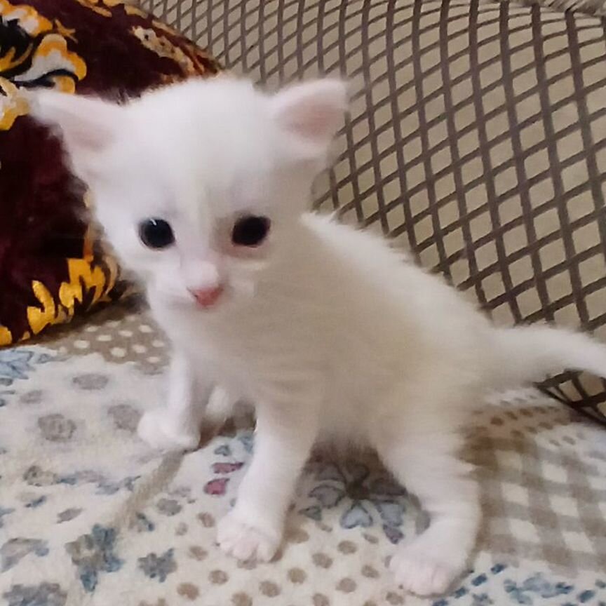 Отдам в добрые руки котенка