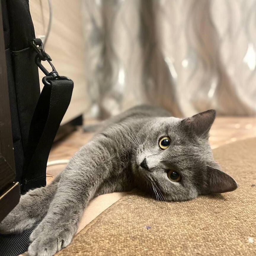 Мальчик 1 год. сос хозяева уезжают, неделя на все