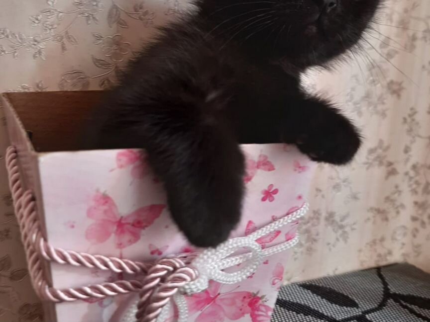 Продам шотландского котенка