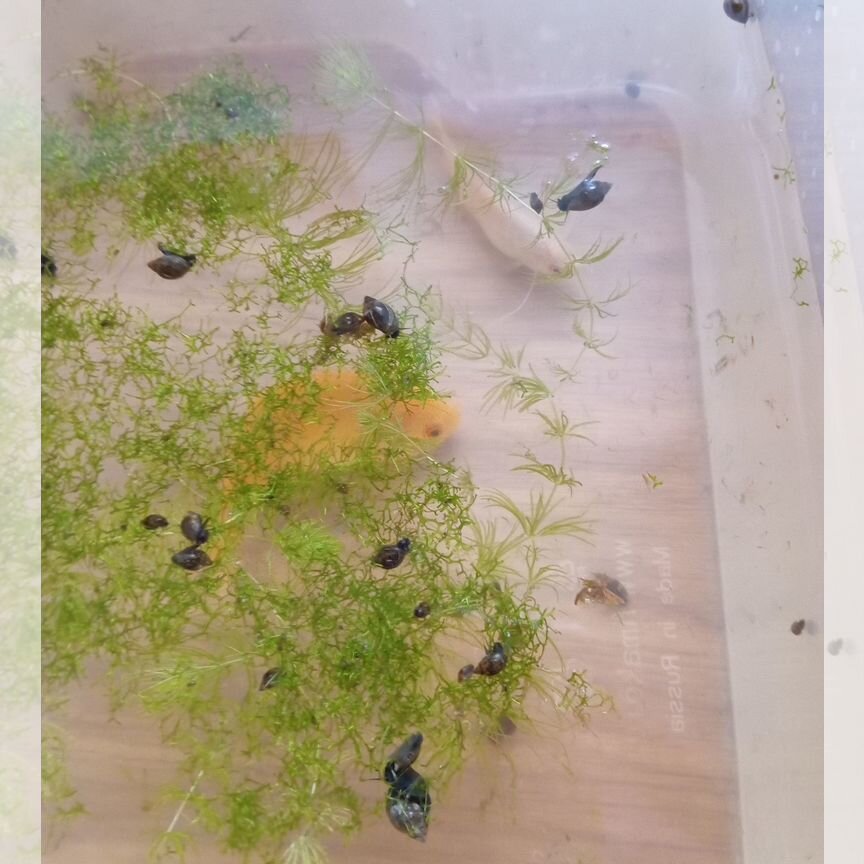 Продам две самки гурами