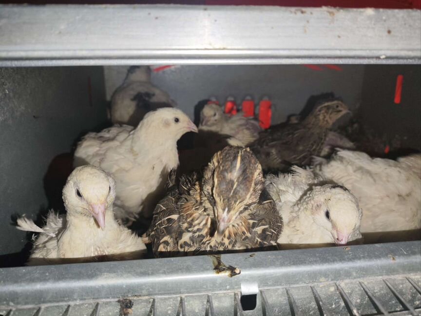 Перепела несушки