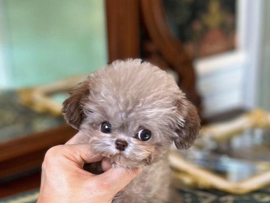 Шоколадка из Кореи