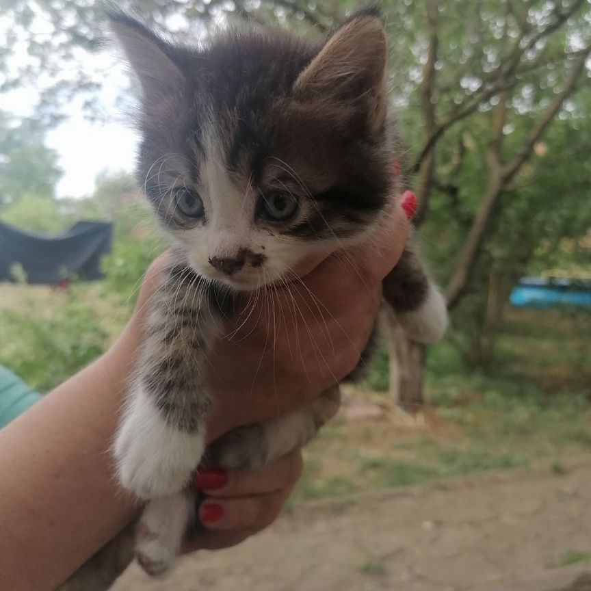Домашние животные котята бесплатно