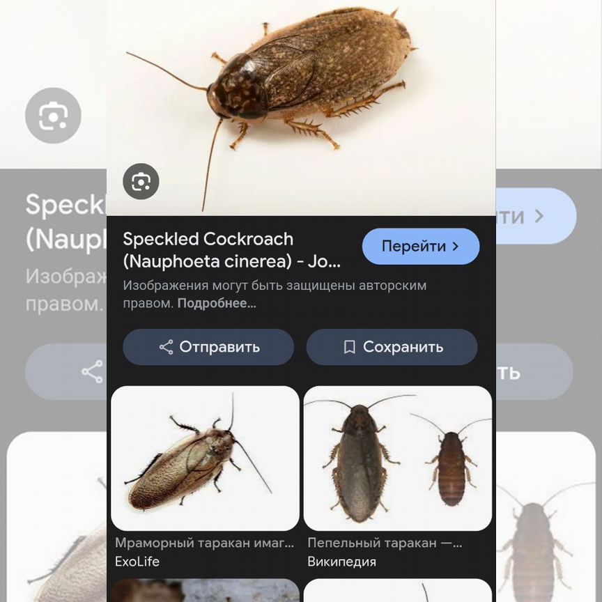 Кормовые насекомые живые