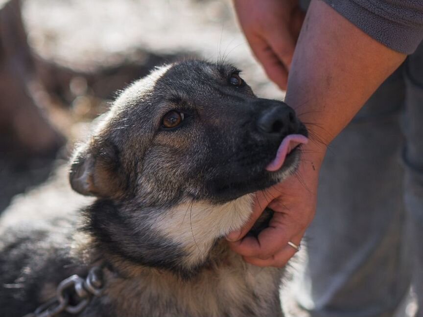 Собака в добрые руки щенок