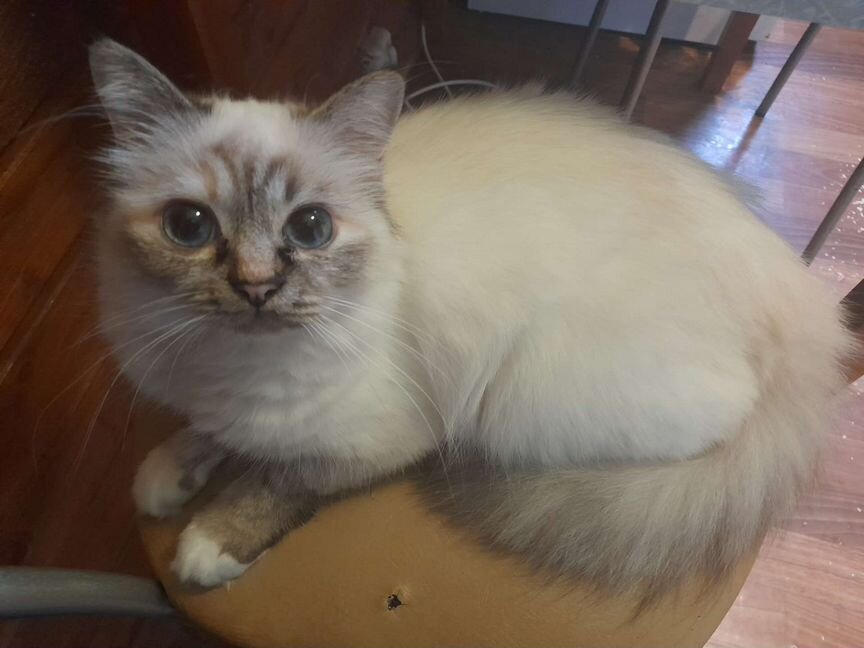 Священная Бирма