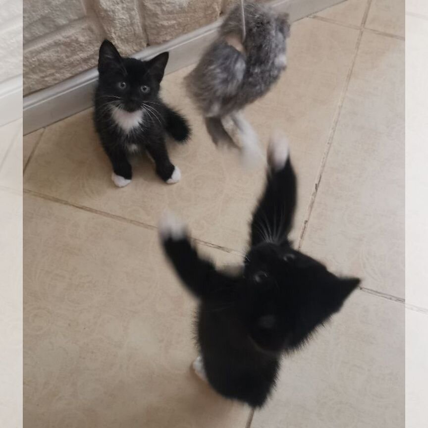 Котята