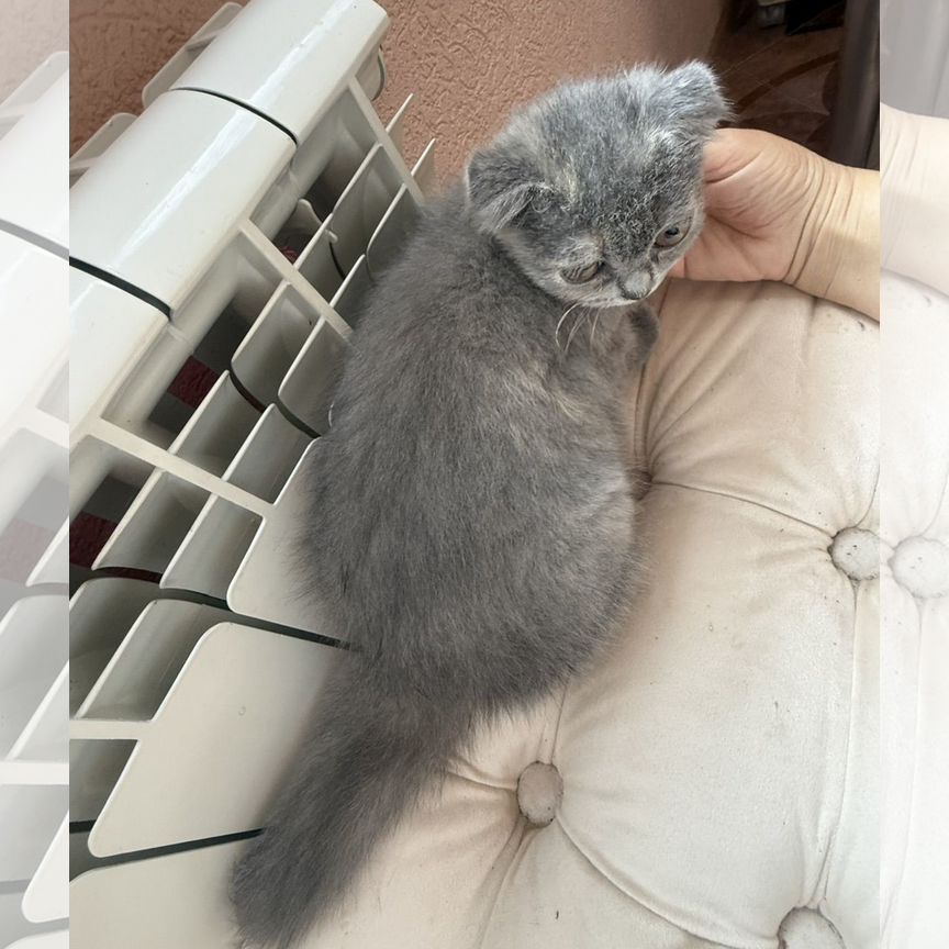 Отдам котенка