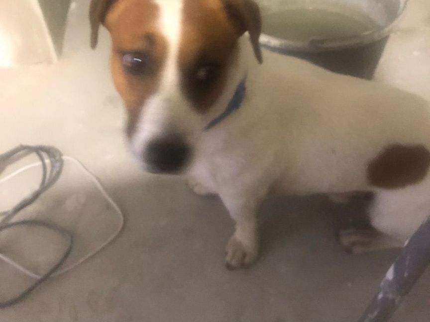 Джек Рассел терьер найден