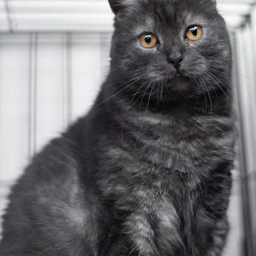 Дом для красавицы Брэи