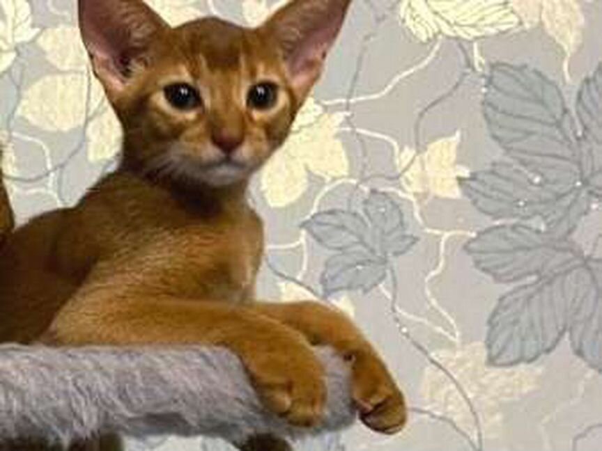 Абиссинская красотка