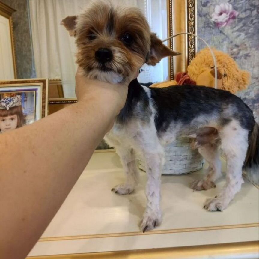 Бивер парень на свидание