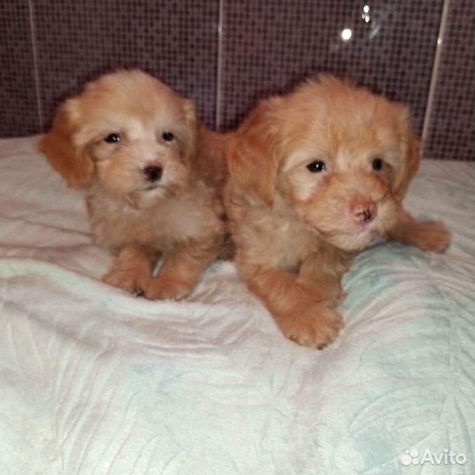 Прикольные мальти-пу