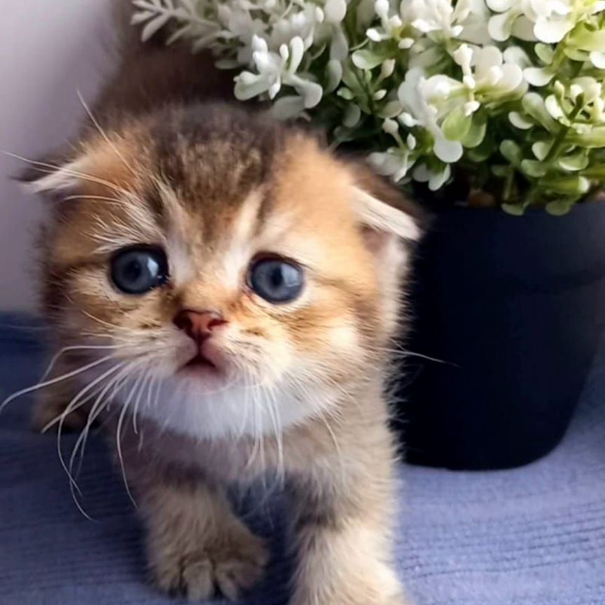Шотландские котята