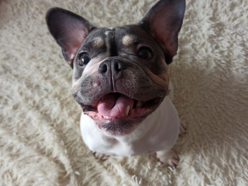 Ищем кобеля француза для вязки