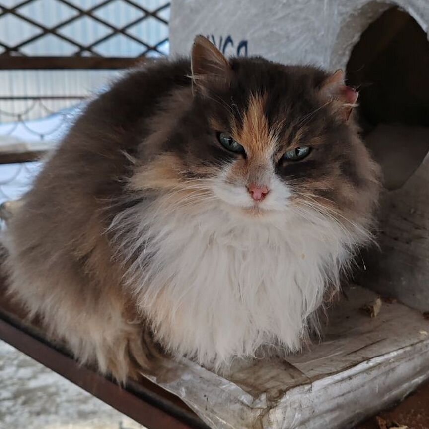 Сибирская, взрослая кошка