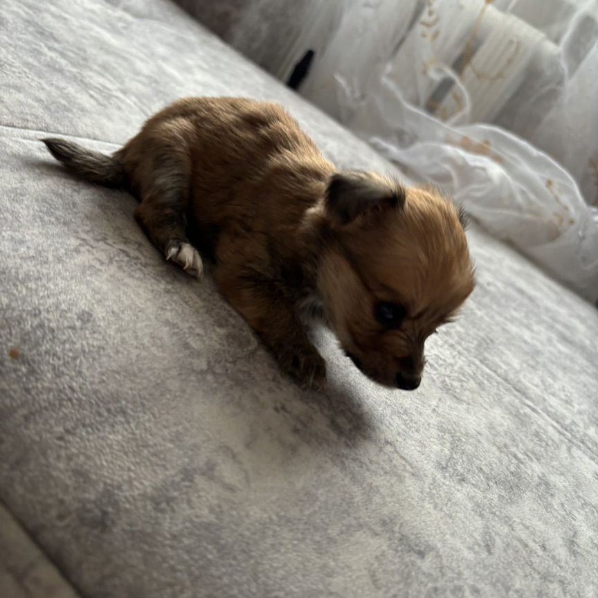 Йоркширский терьер