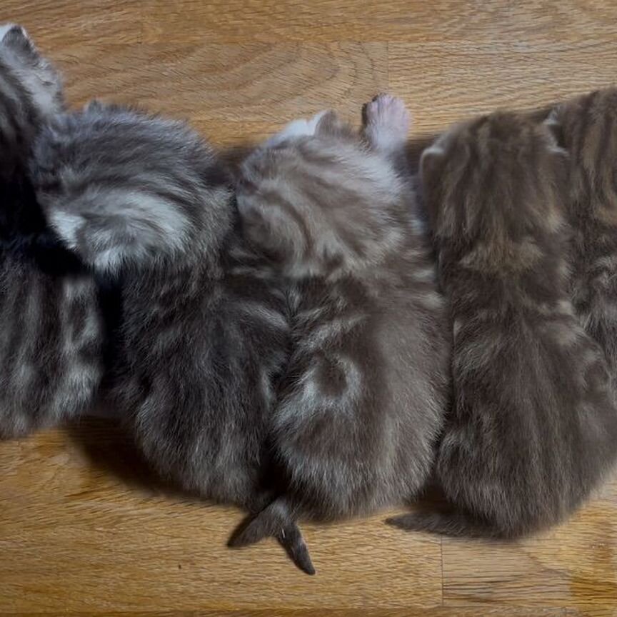 Шатландские веслоухие котята