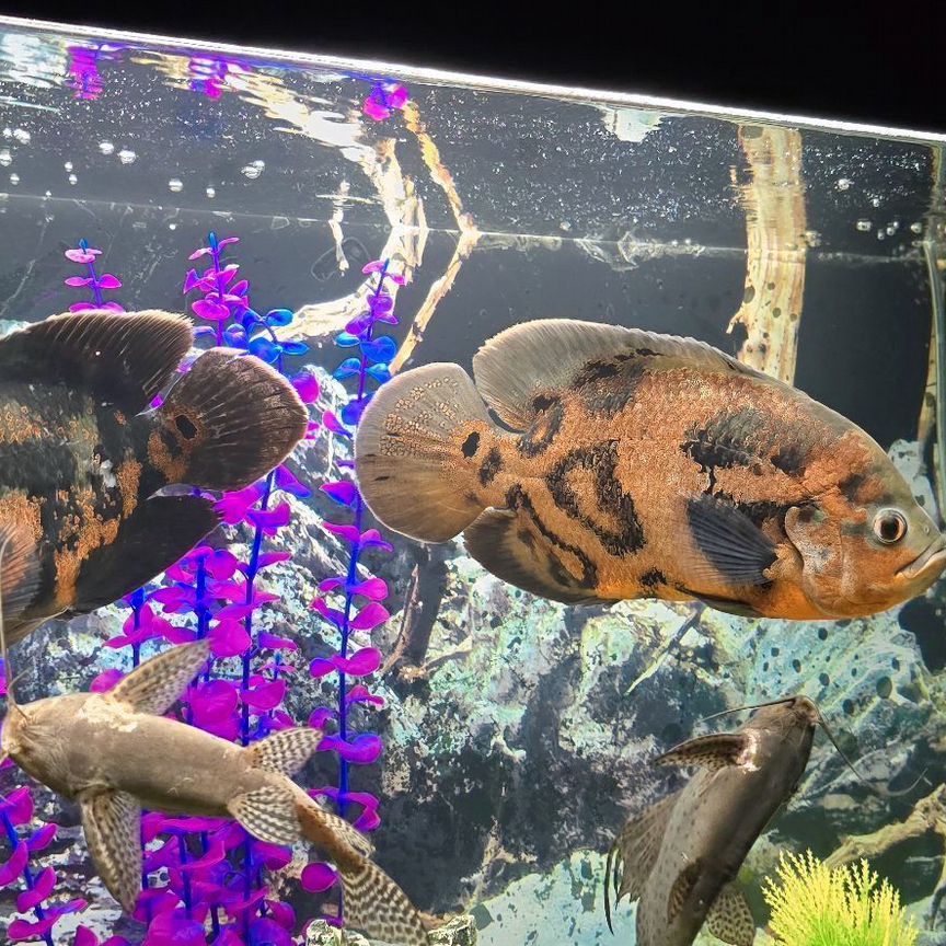 Астронотусы