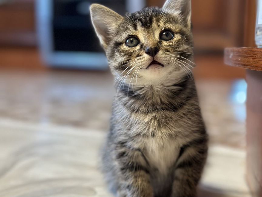 Отдам котят в добрые руки