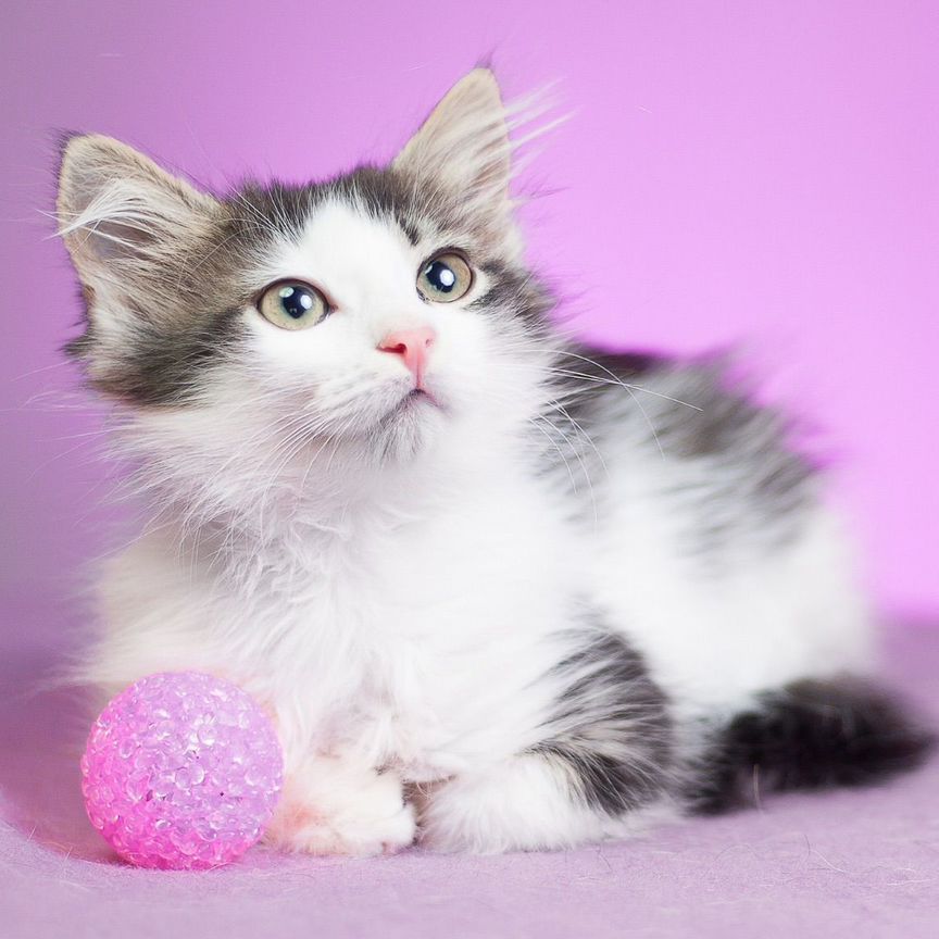 Котенок девочка белая в добрые руки ищет дом