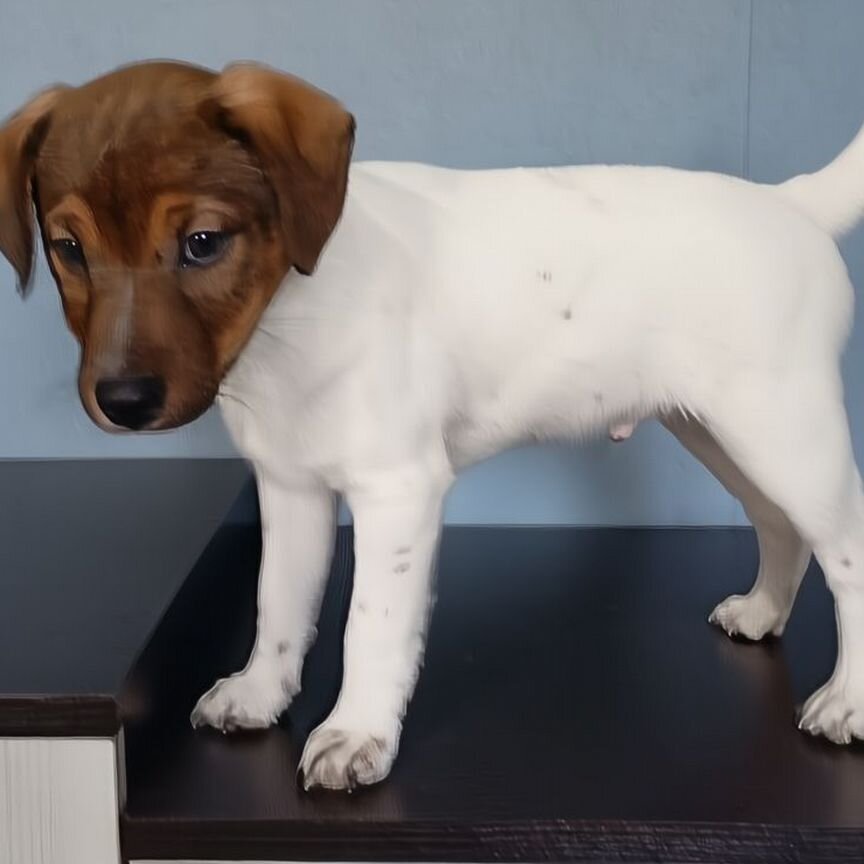 Джек-рассел-терьер, щенок