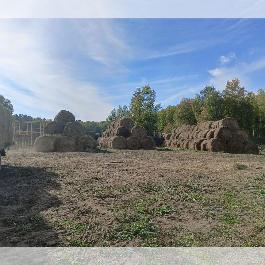Продам сено в рулонах