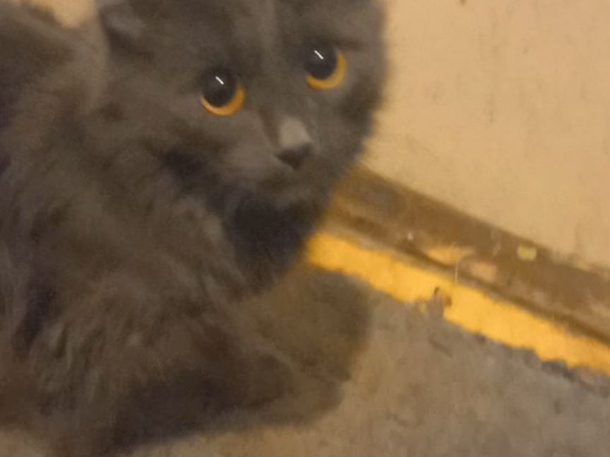 Кошка в дар бесплатно