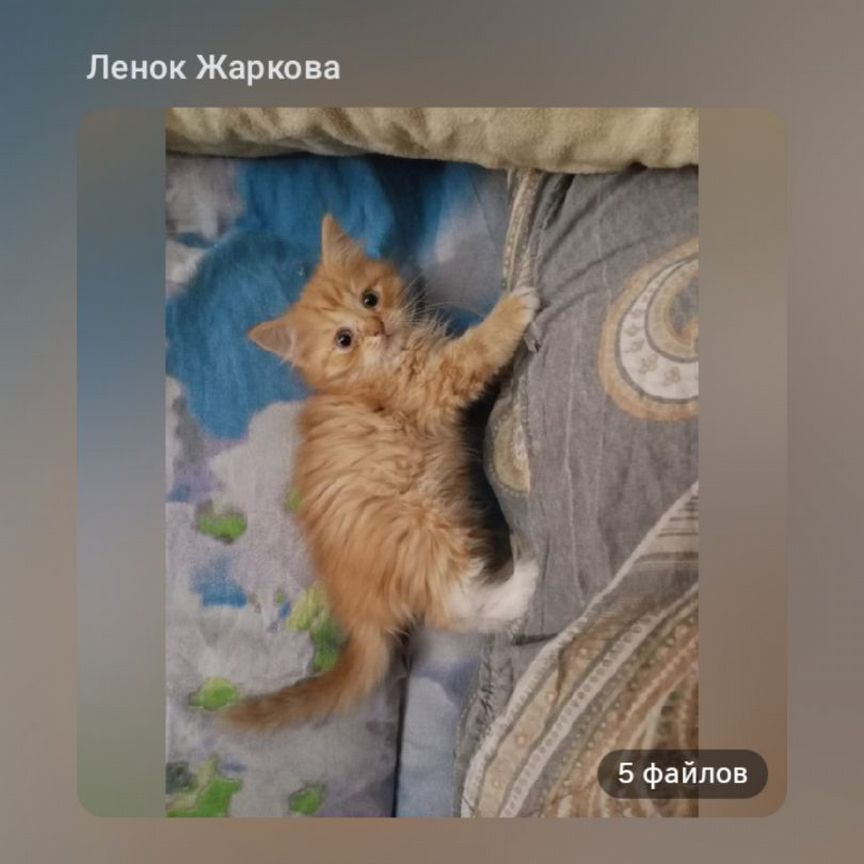 Котята в добрые руки бесплатно