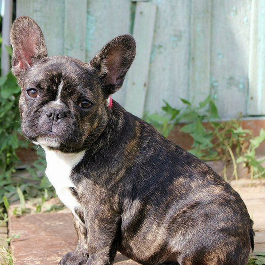 Французский бульдог девочка