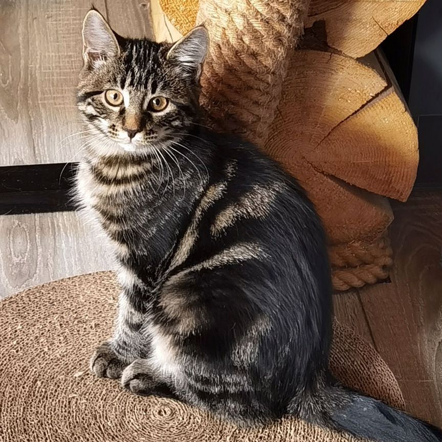 Мейн-кун котёнок