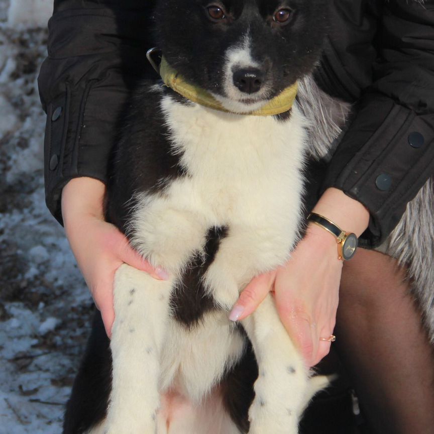 Собака в добрые руки