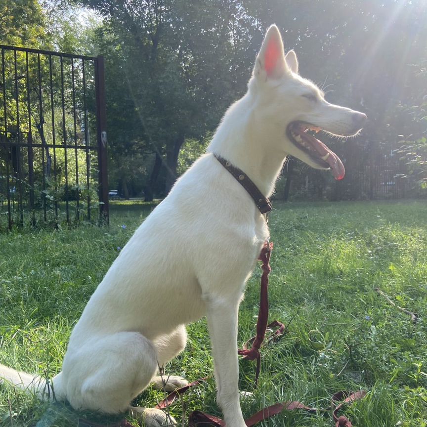 Собака хаски альбинос