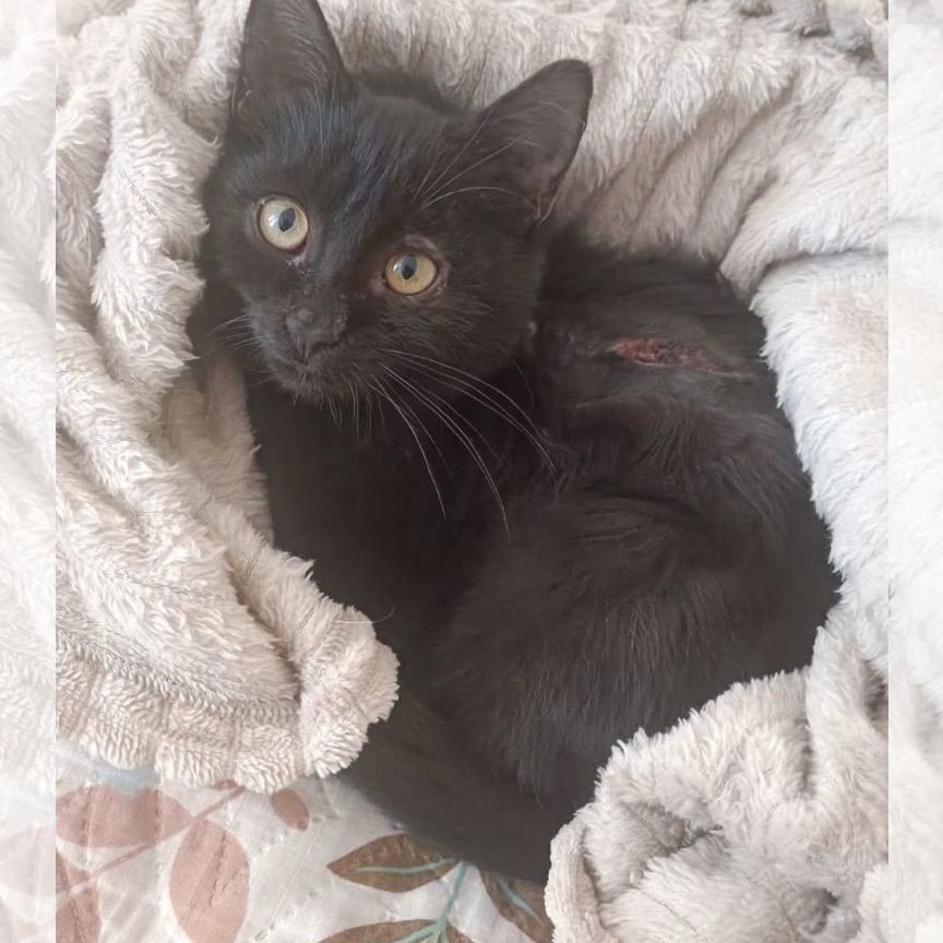 Котик погибнет на дачах