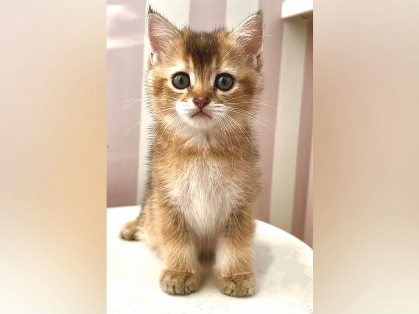 Шоколадные котята