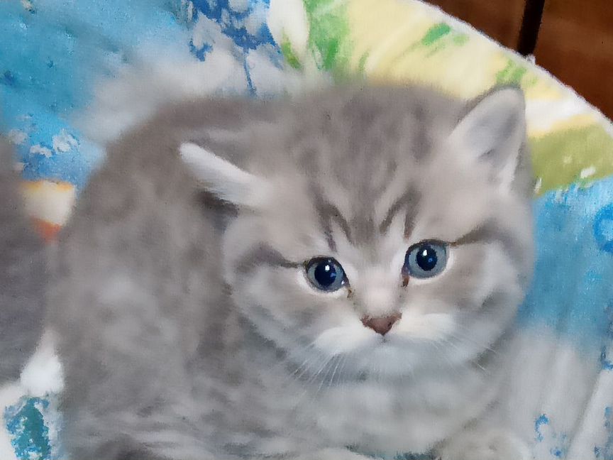 Котята британец