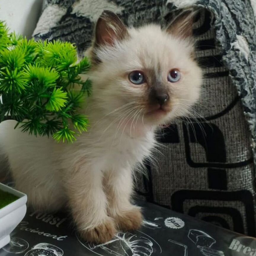 Тайские котята