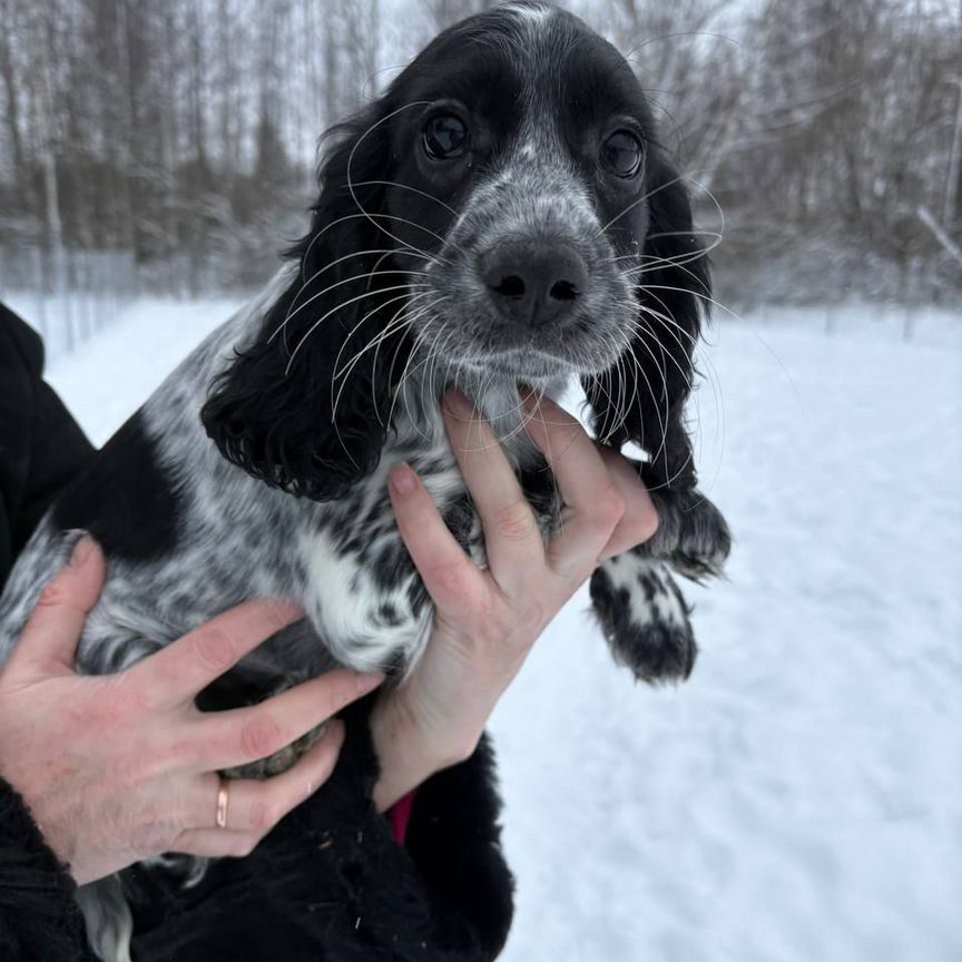 Русский охотничий спаниель, щенок