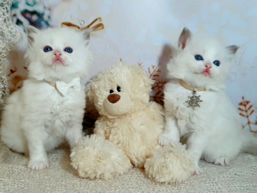 Эксклюзивные лиловые рэгдолл котята