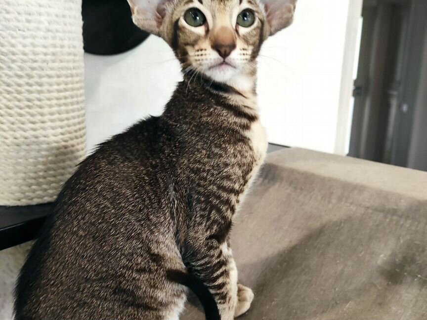 Ориентальная