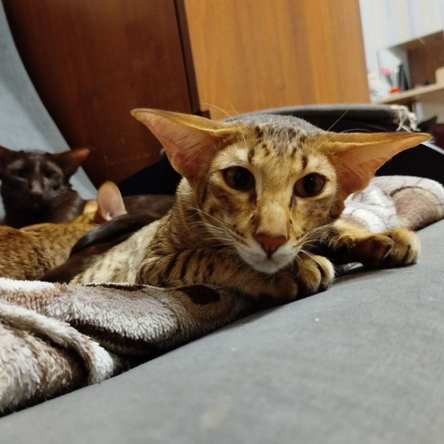 Ориентальная кошка