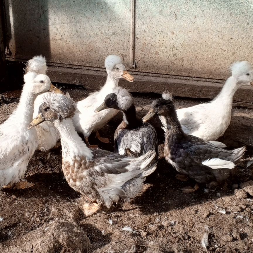 Утки(селезни