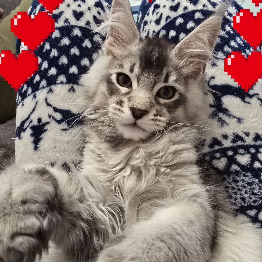 Котята мейн-кун