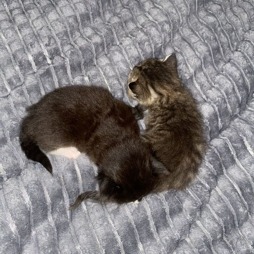 Котята бронь